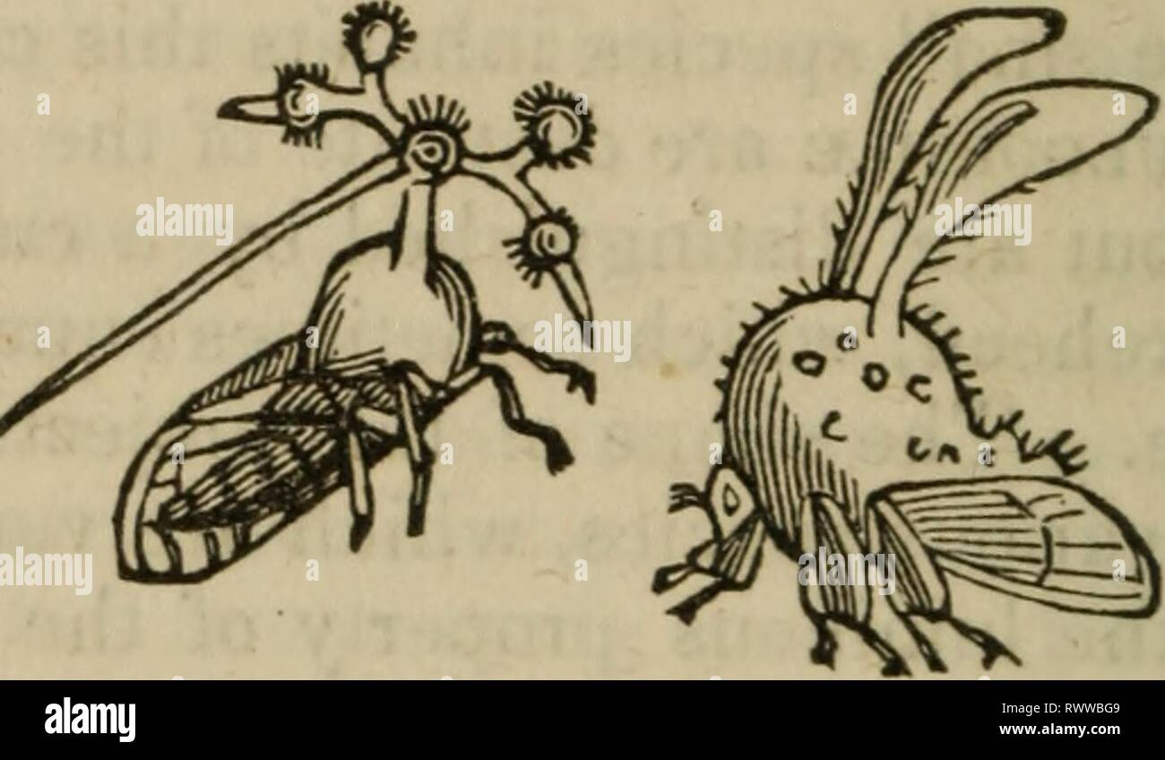 Elements of zoology, or, Natural Stock Photo - Alamy