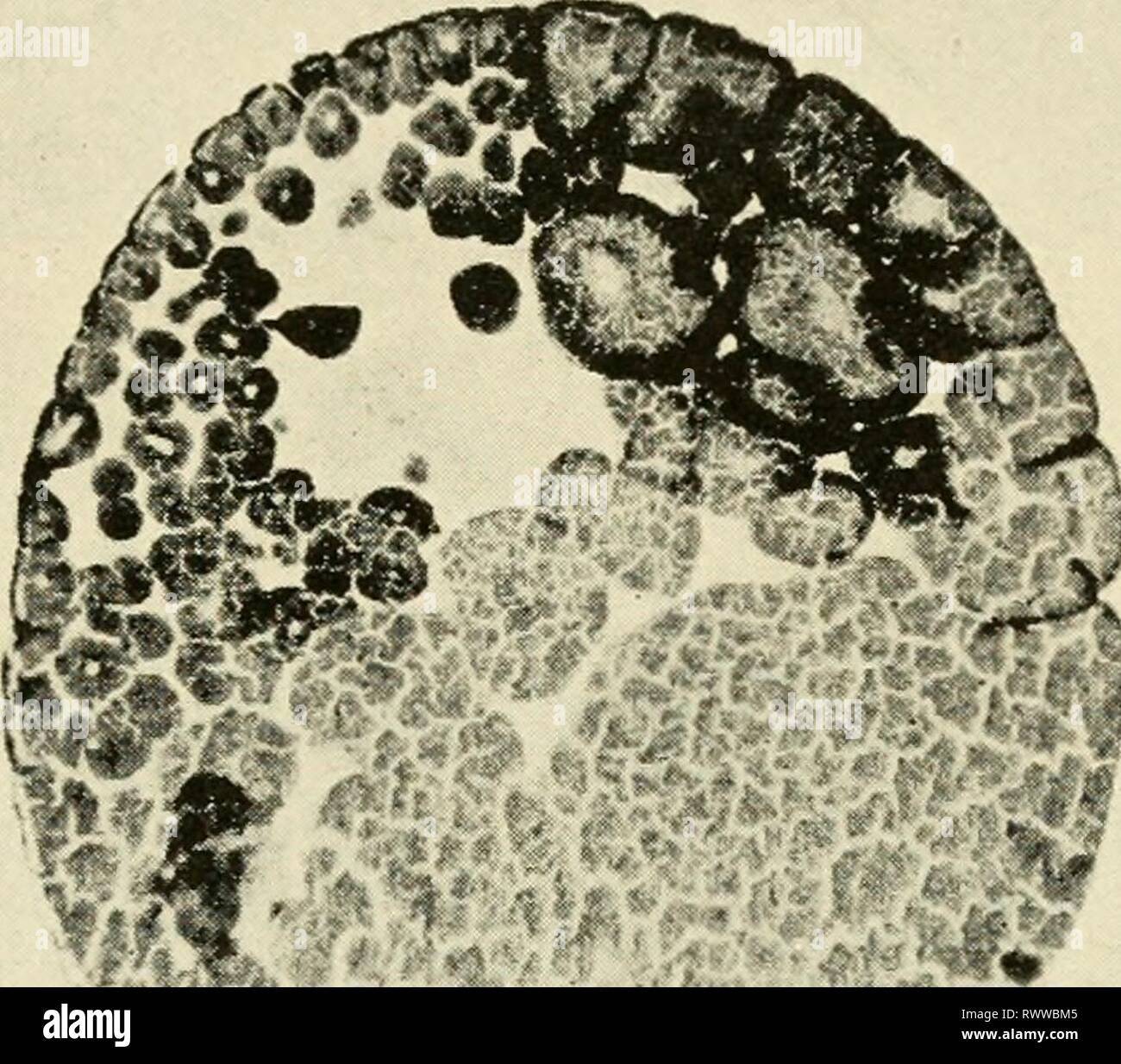The elements of experimental embryology Stock Photo - Alamy