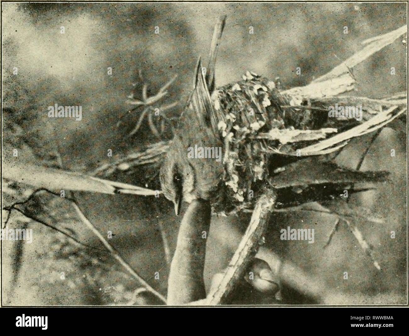 The Emu official organ Stock Photo - Alamy