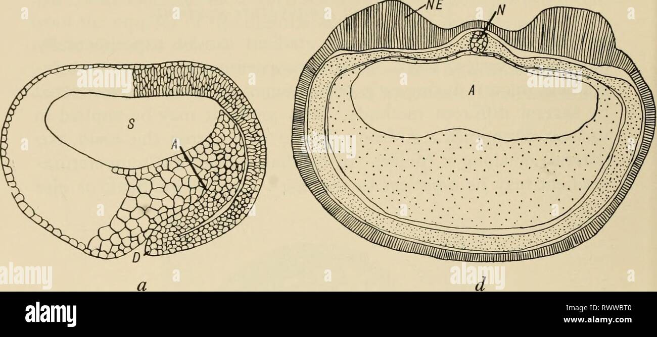 The elements of experimental embryology Stock Photo - Alamy