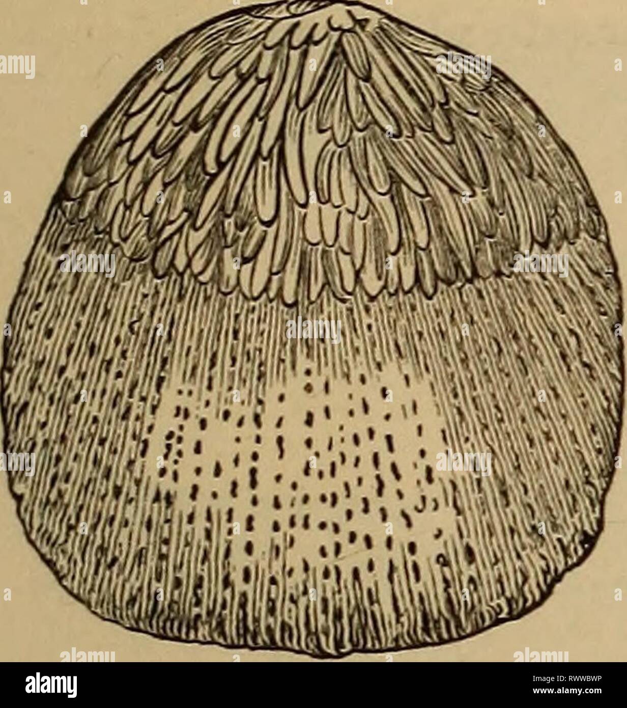Elements of geology a Stock Photo - Alamy