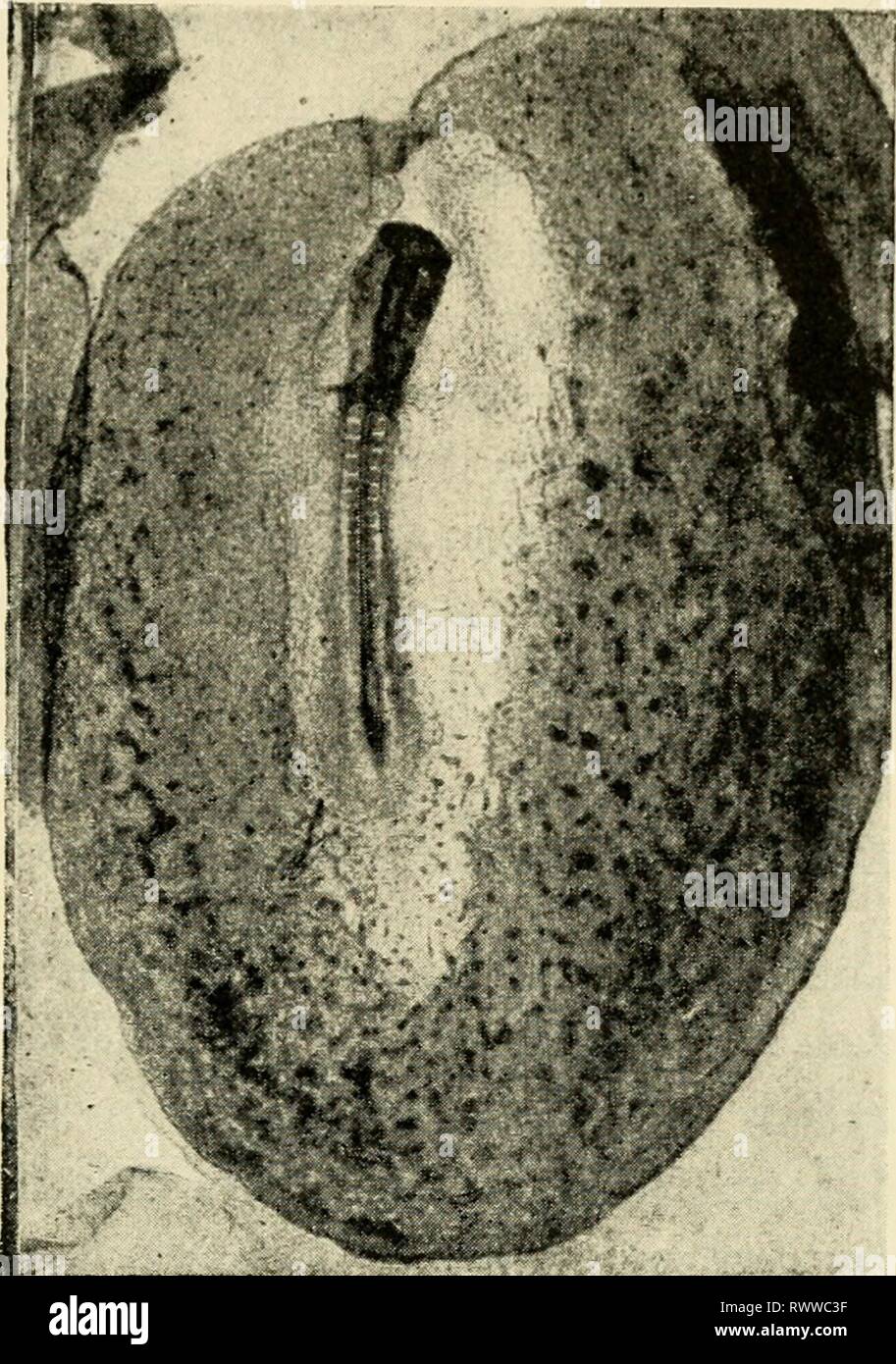 The elements of experimental embryology Stock Photo - Alamy