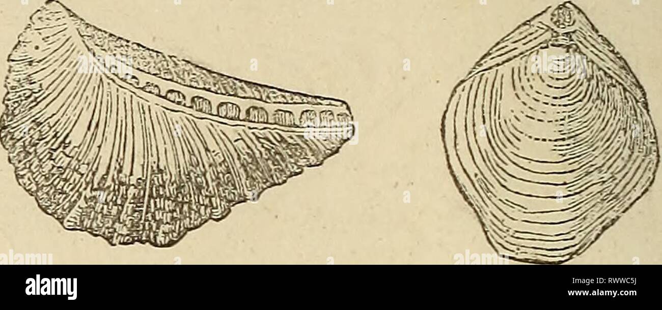 Elements of geology, or, The Elements of geology, or, The ancient ...
