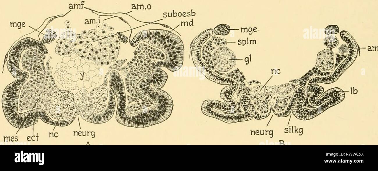 Proctodaeum hi-res stock photography and images - Alamy