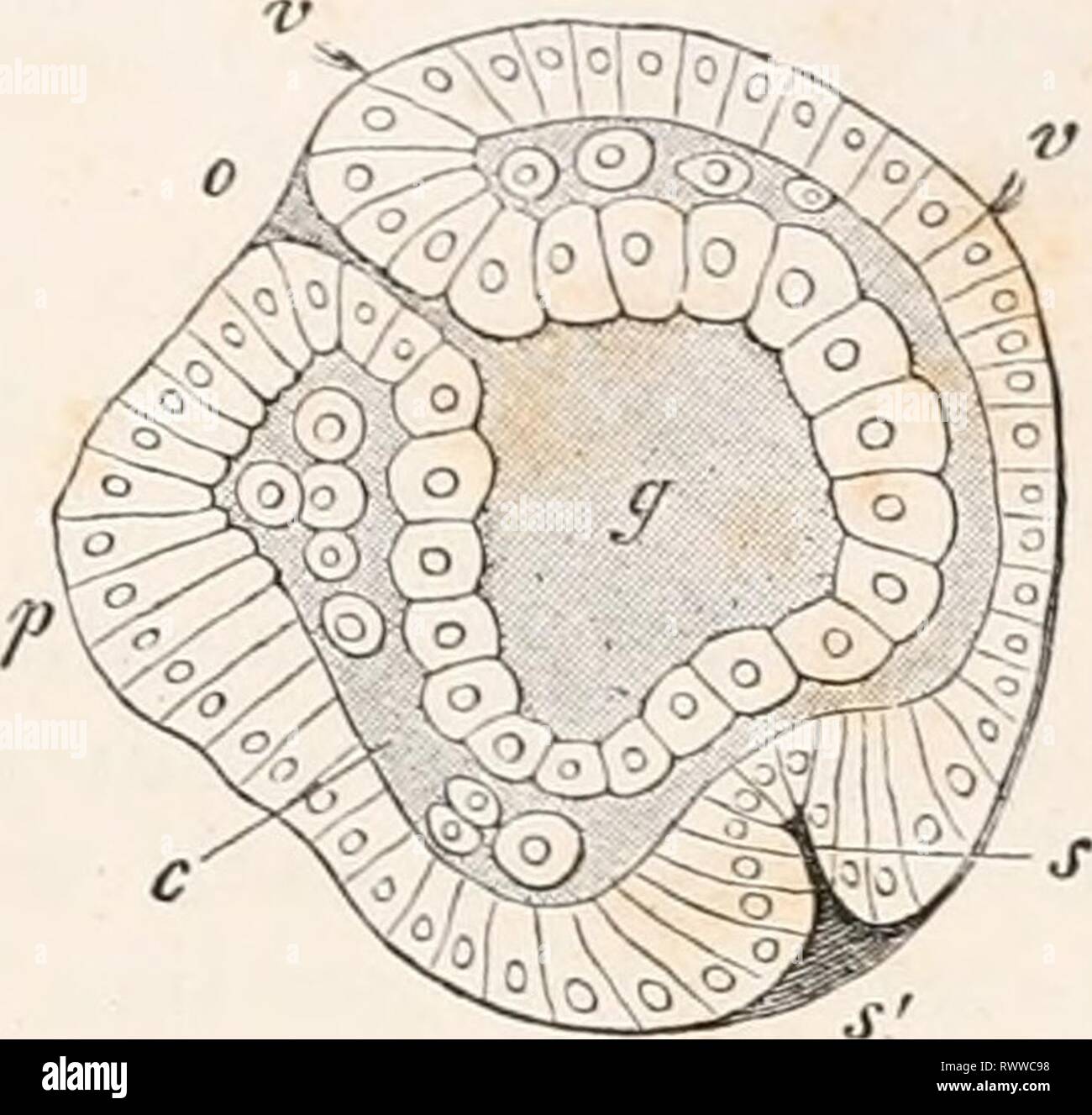 G spot anatomy hi-res stock photography and images - Alamy