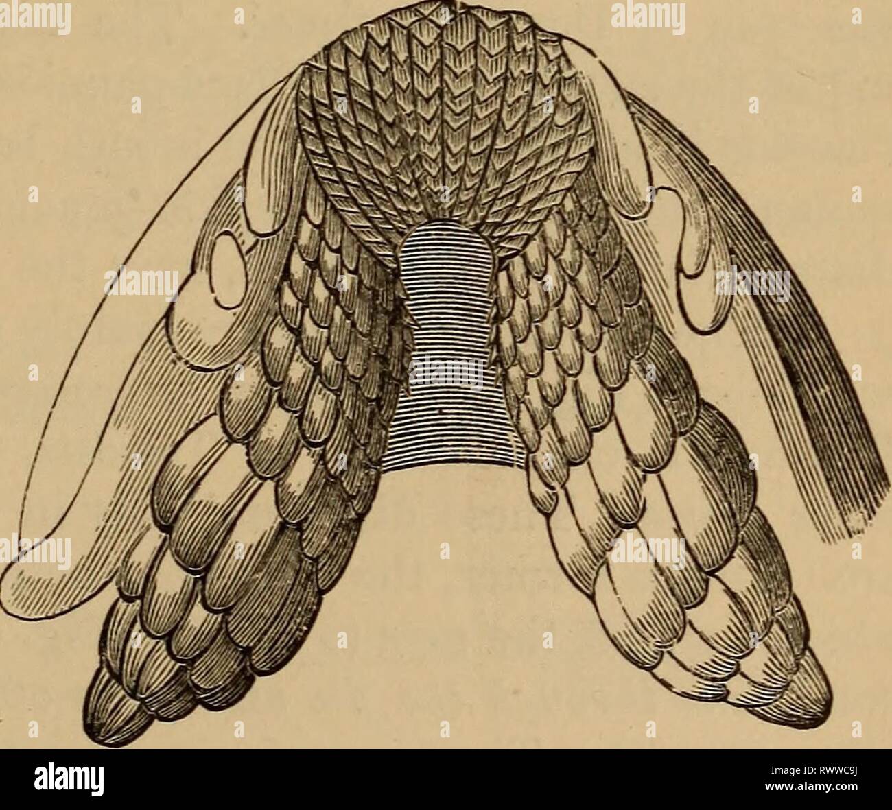 Elements of geology a Stock Photo - Alamy