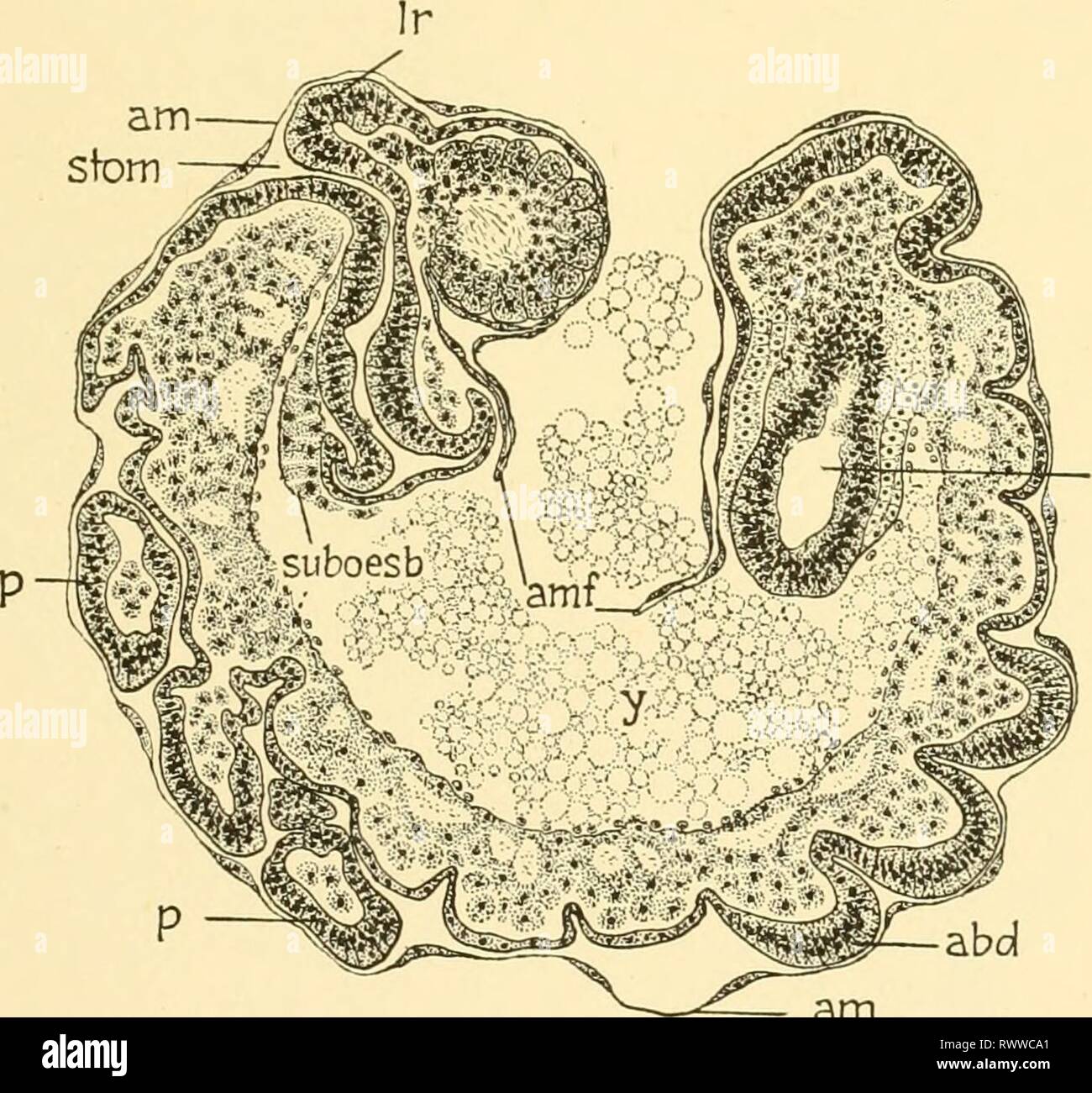 Amniotic egg hi-res stock photography and images - Alamy