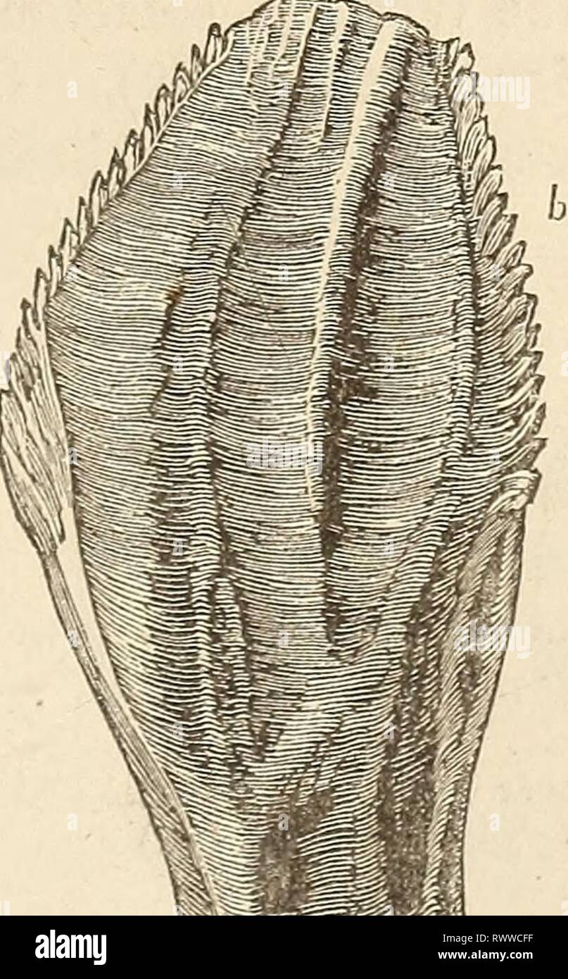 Elements of geology, or, The Elements of geology, or, The ancient ...