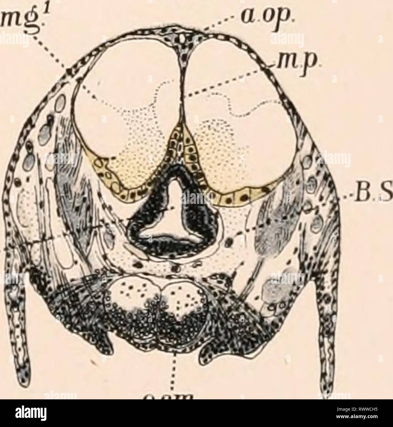 The embryology and metamorphosis of The embryology and metamorphosis of ...