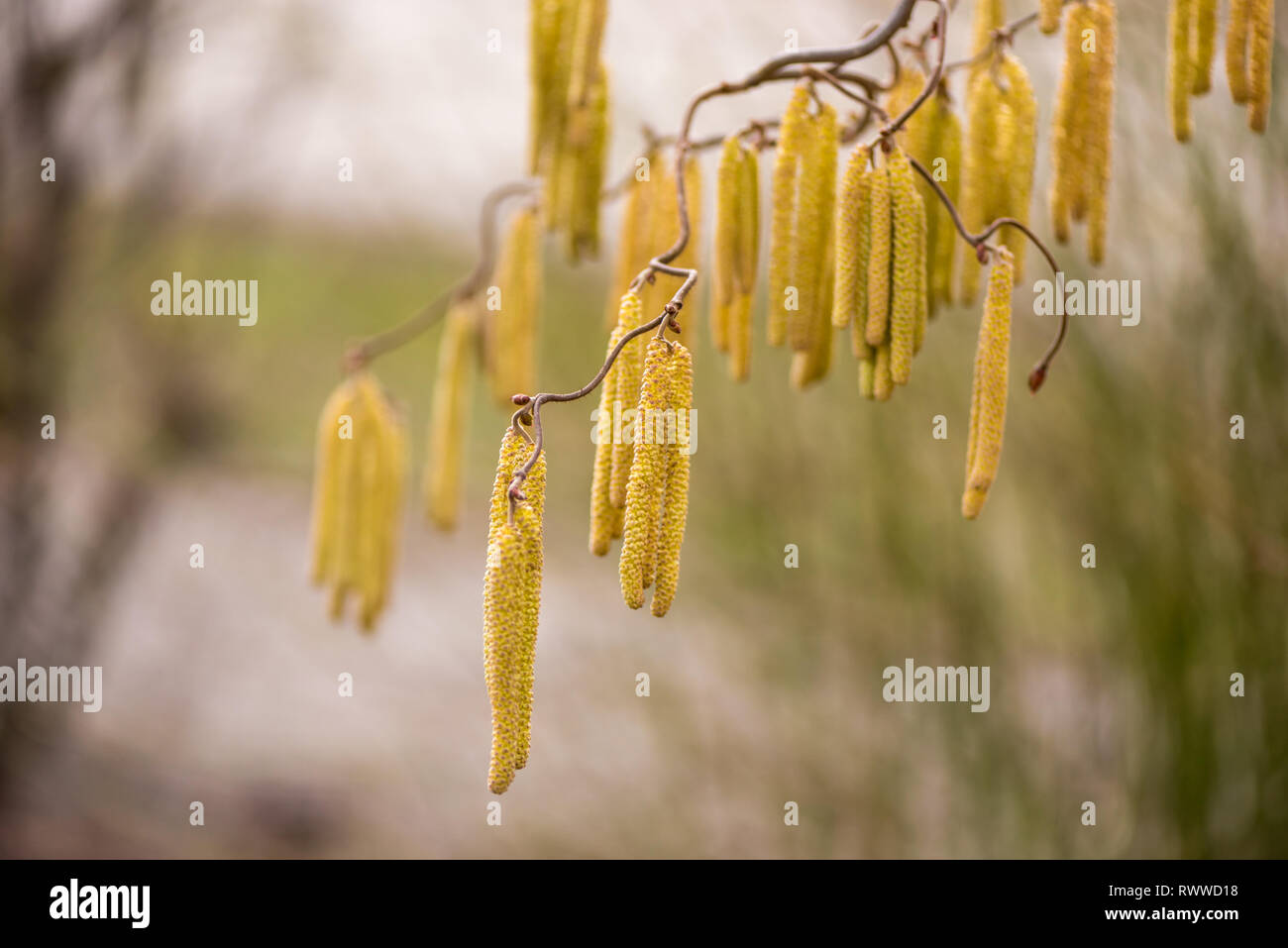 Corylus avellana. Hazelnut shrub in the early spring Stock Photo - Alamy