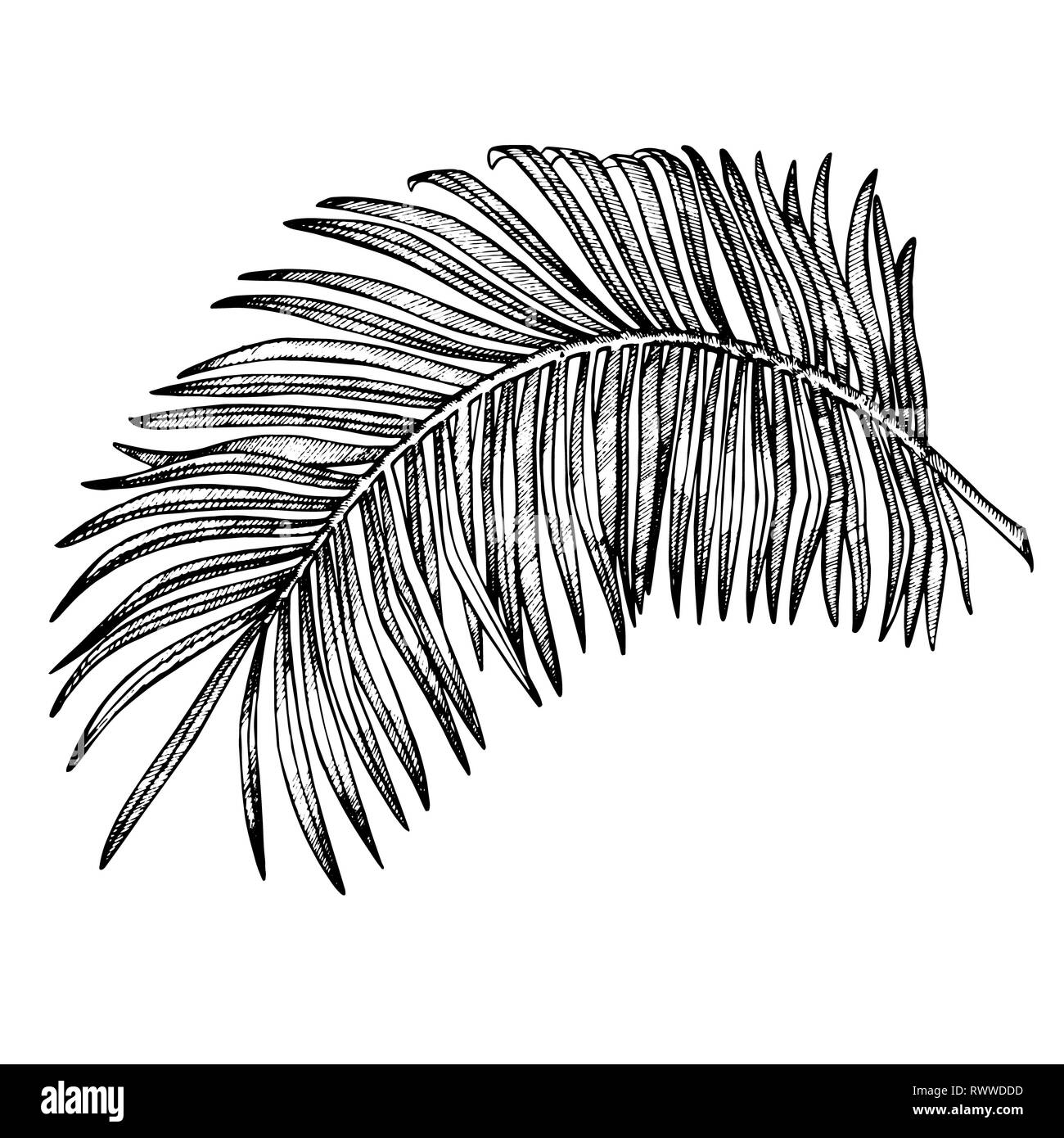 Tropical leaves illustrations. Palm leaves. Graphic illustration Stock ...