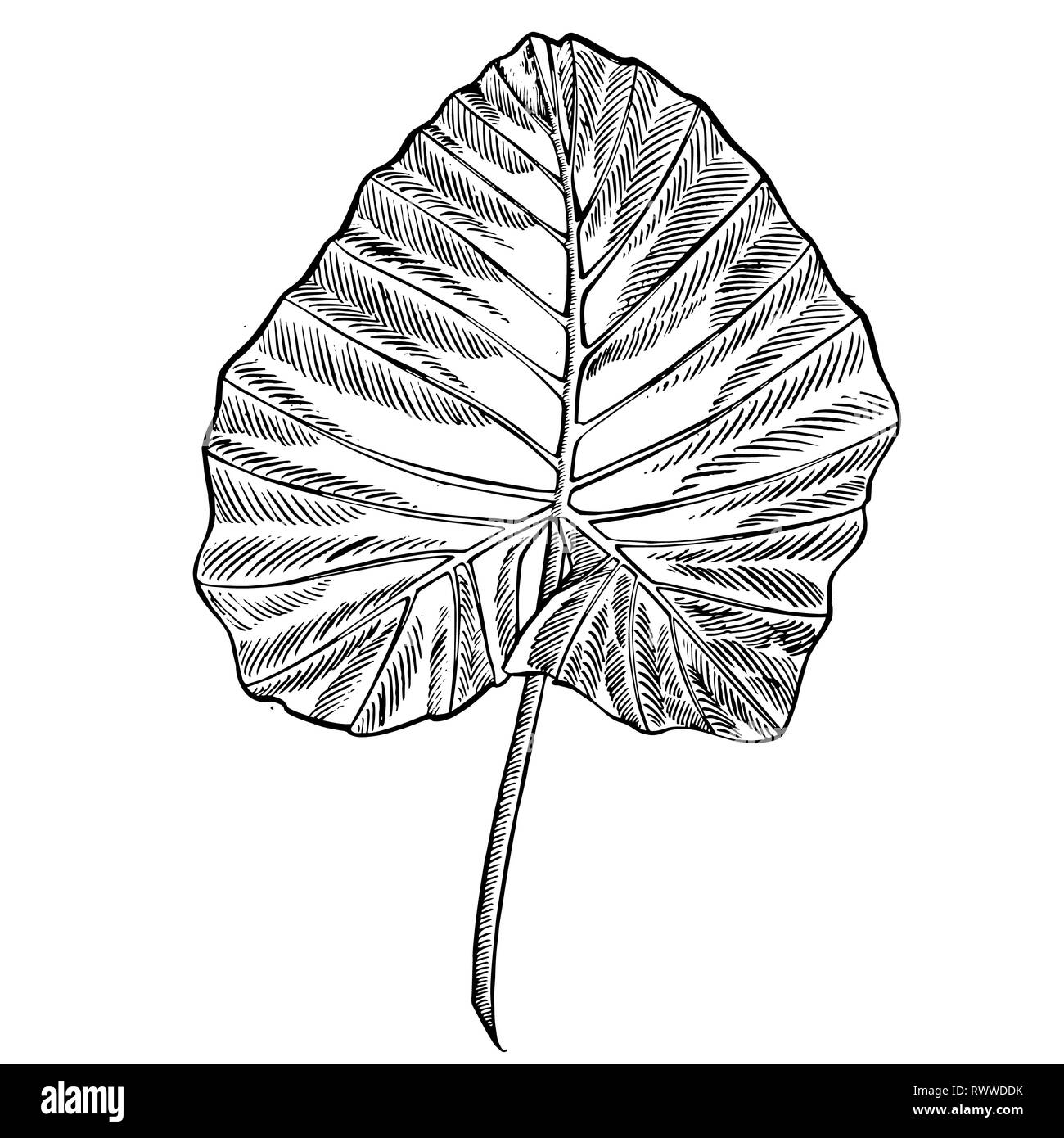 Tropical leaves illustrations. Palm leaves. Graphic illustration Stock ...