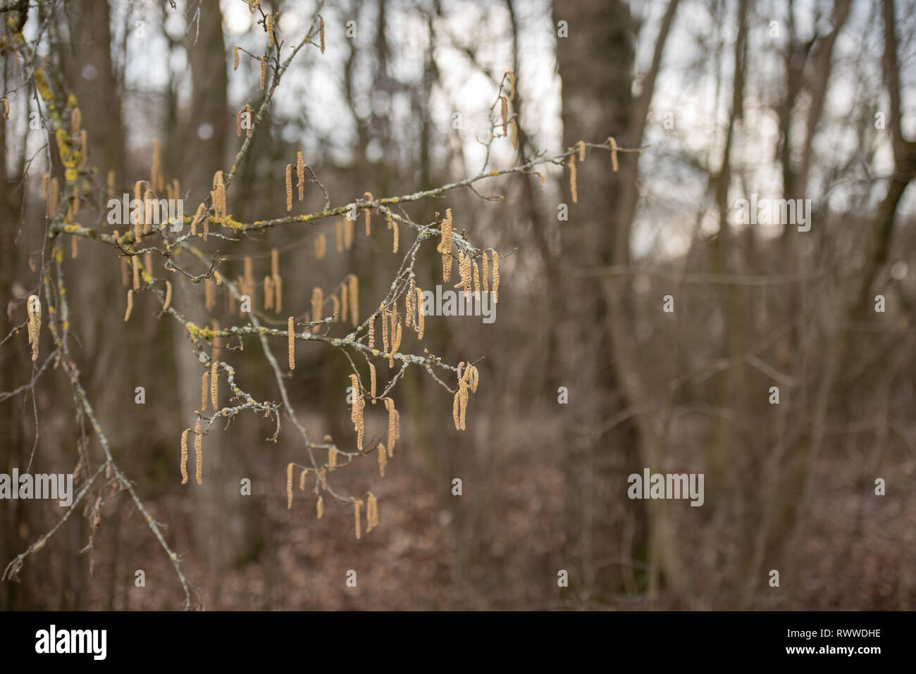 Corylus avellana. Hazelnut shrub in the early spring Stock Photo - Alamy