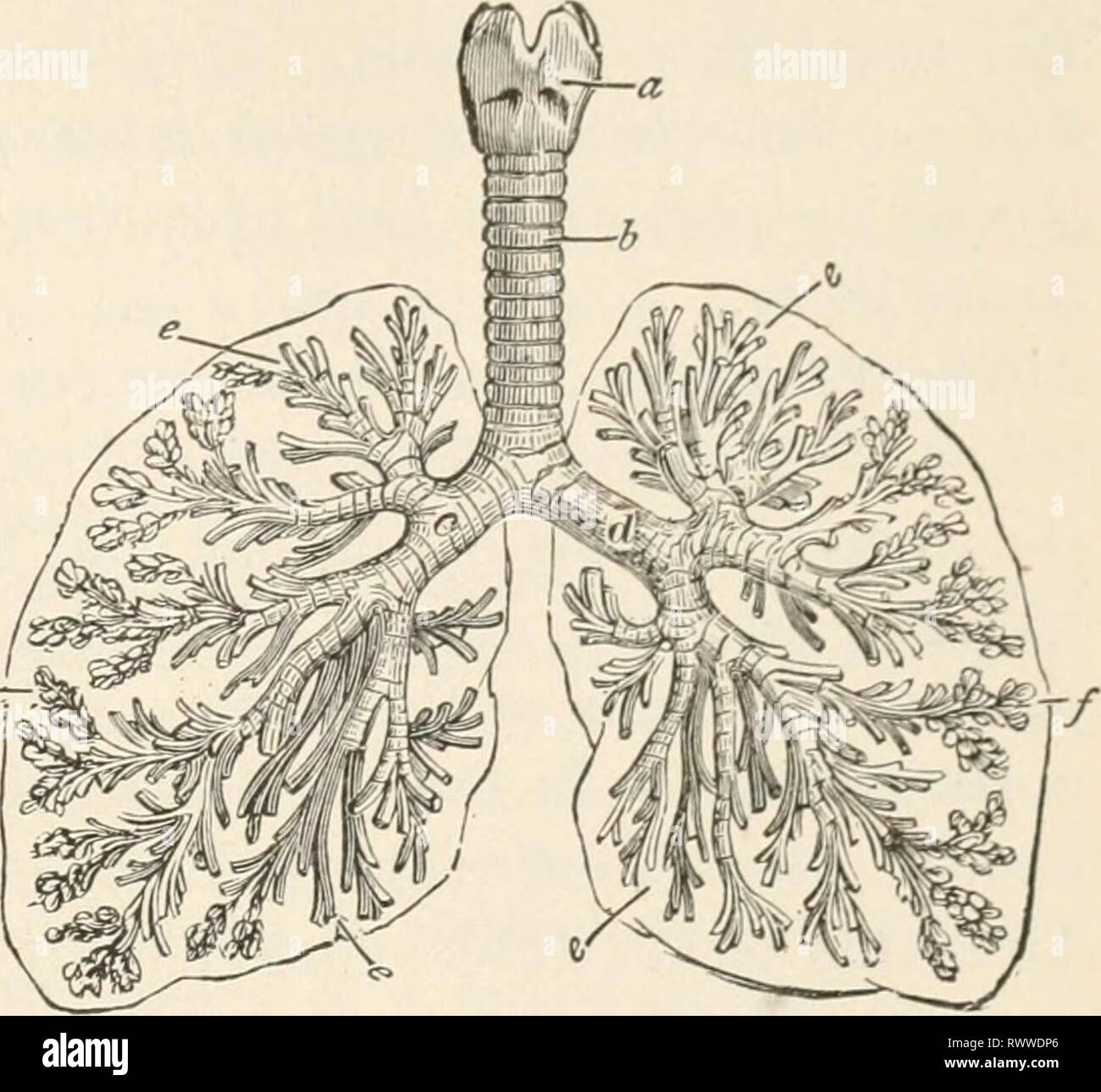 Bronchi bronchial tubes hi-res stock photography and images - Alamy