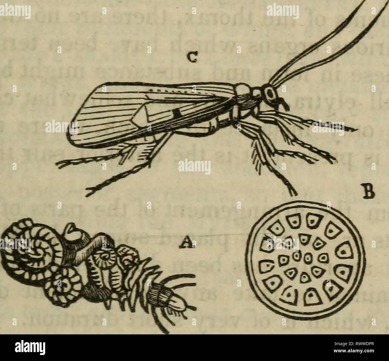 Elements of zoology, or, Natural Stock Photo - Alamy