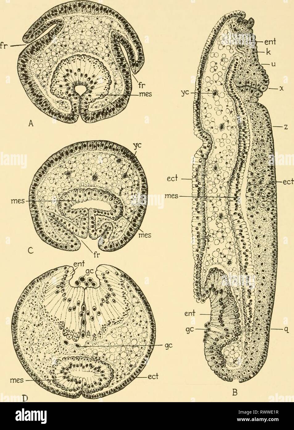 Embryology of insects and myriapods Stock Photo - Alamy