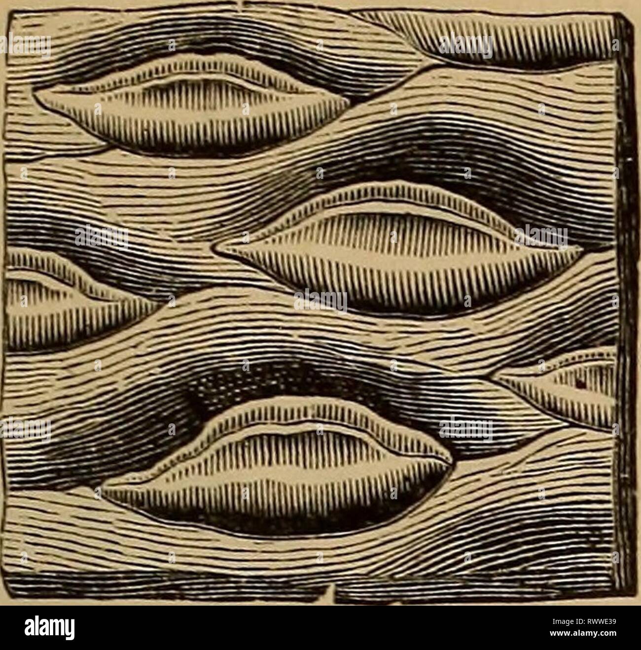 Elements of geology a Stock Photo - Alamy