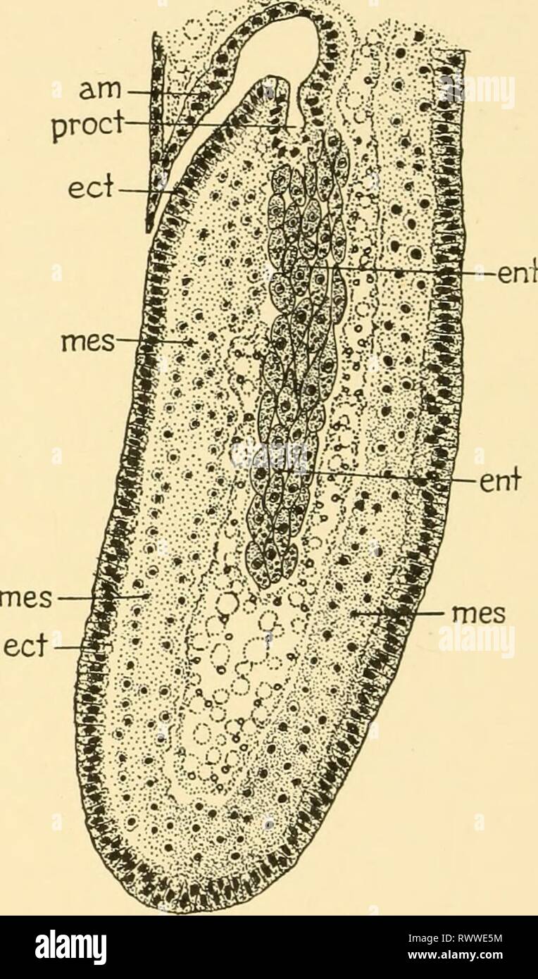 Amniotic cavity hi-res stock photography and images - Alamy