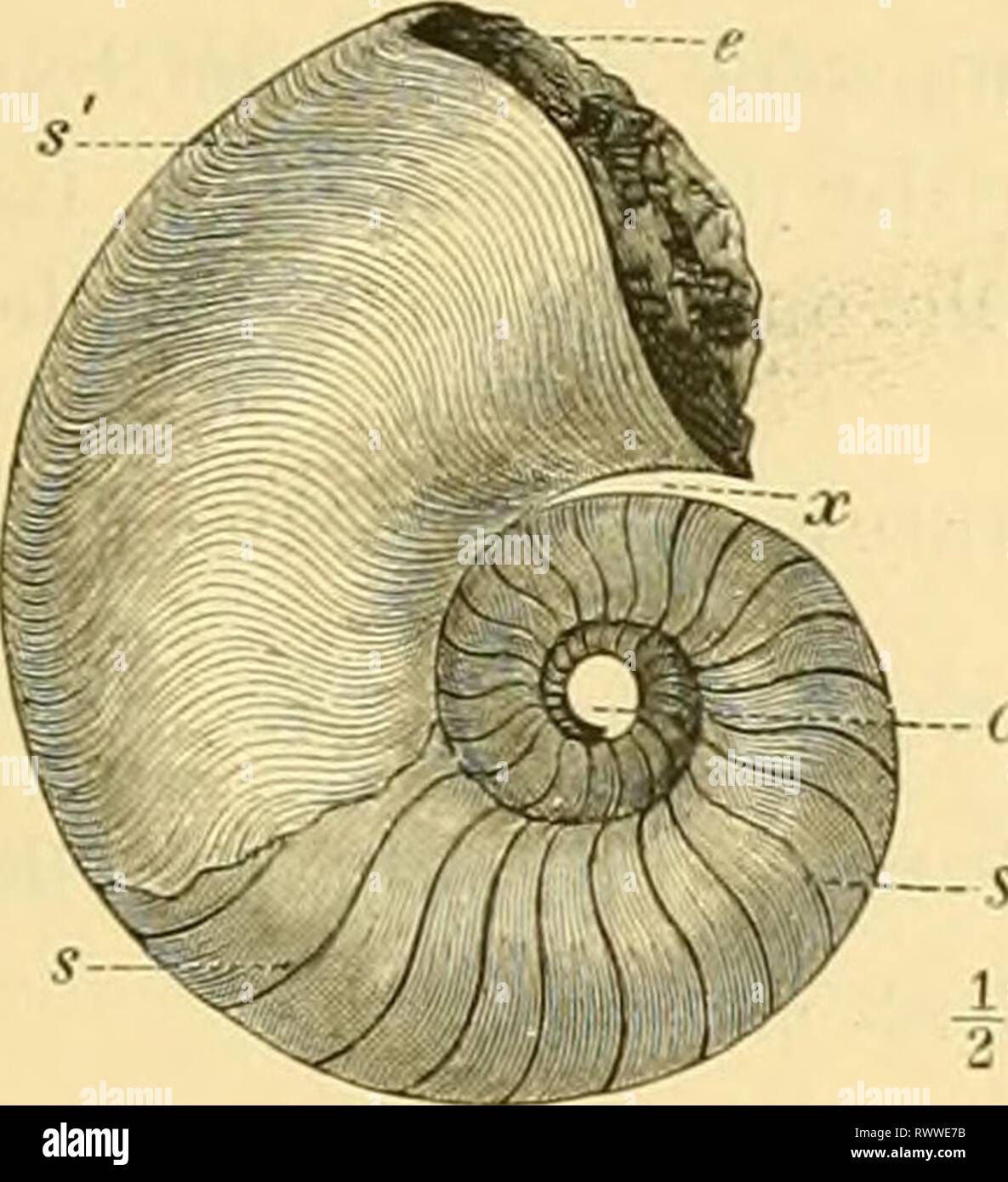 Nautiloidea hi-res stock photography and images - Alamy