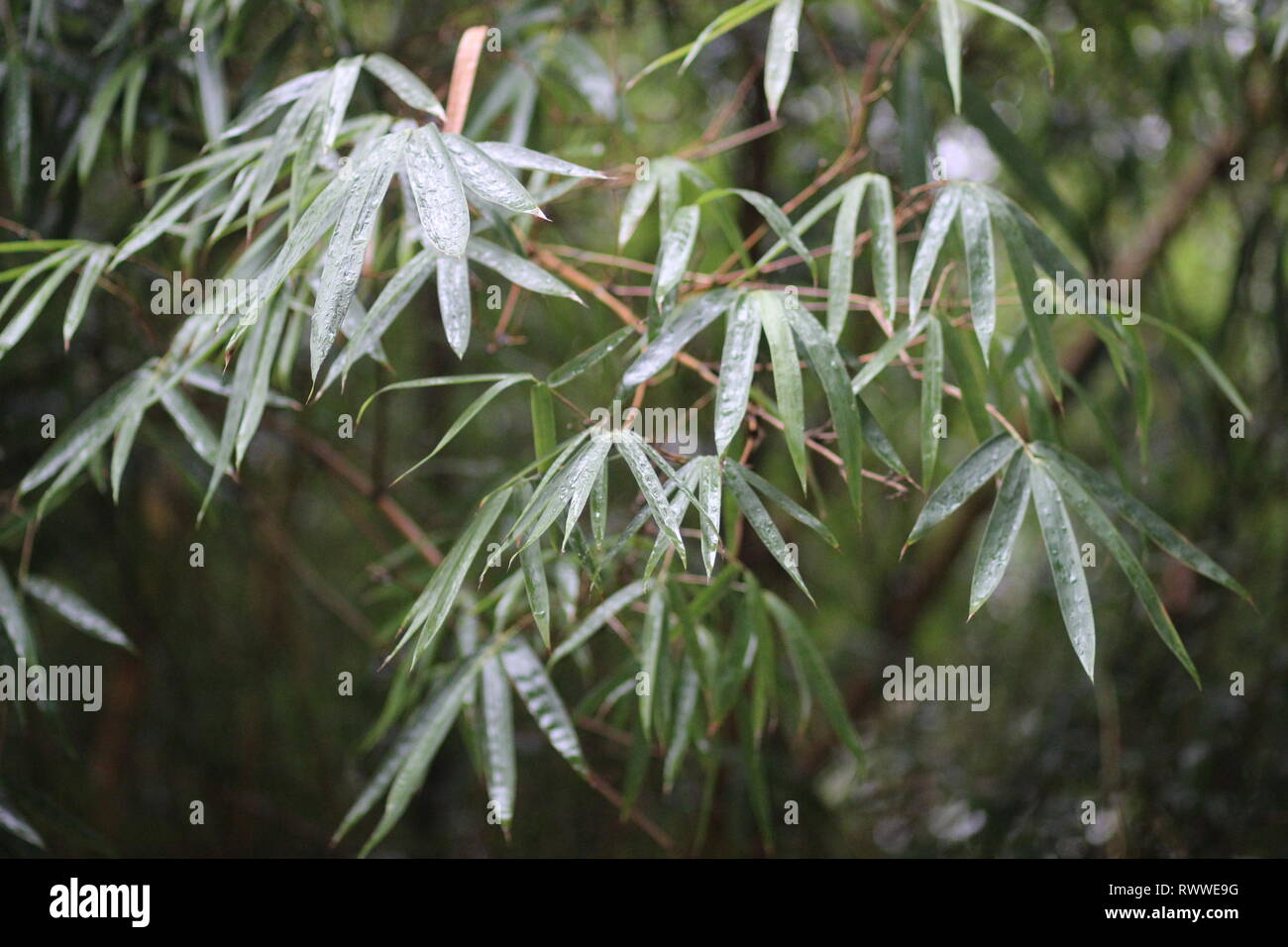 Bamboo tree in the rain Stock Photo - Alamy
