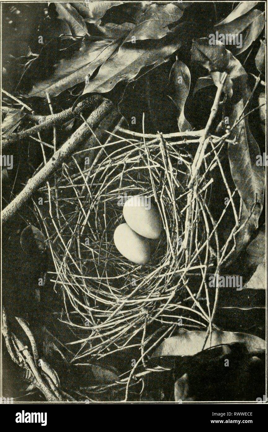 The Emu official organ The Emu : official organ of the Australasian ...