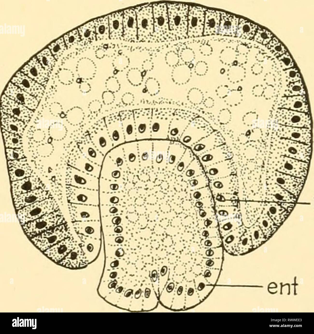 Embryology of insects and myriapods; Embryology of insects and ...