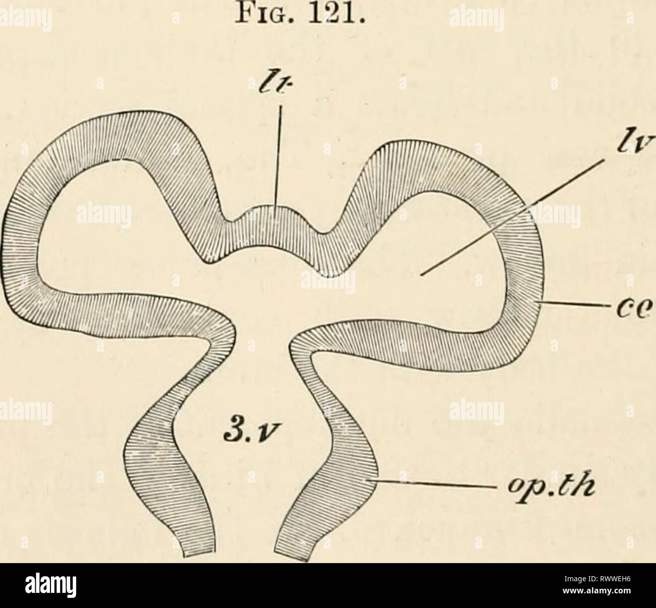 The elements of Embryology (1889) The elements of Embryology ...
