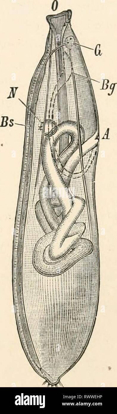 Mesodermal High Resolution Stock Photography and Images - Alamy