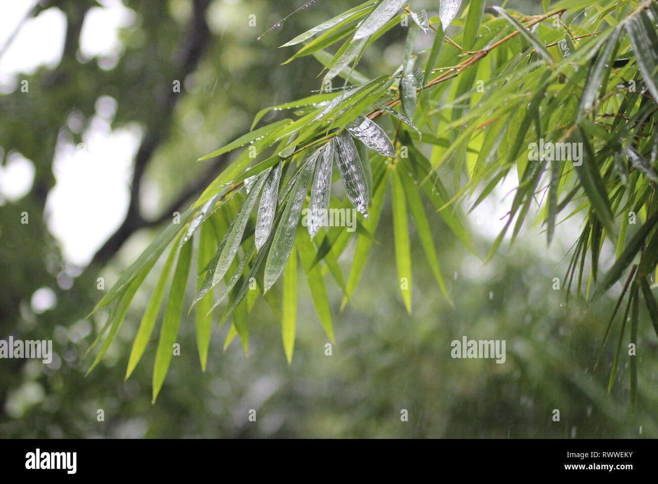 How to shoot in the rain hi-res stock photography and images - Alamy