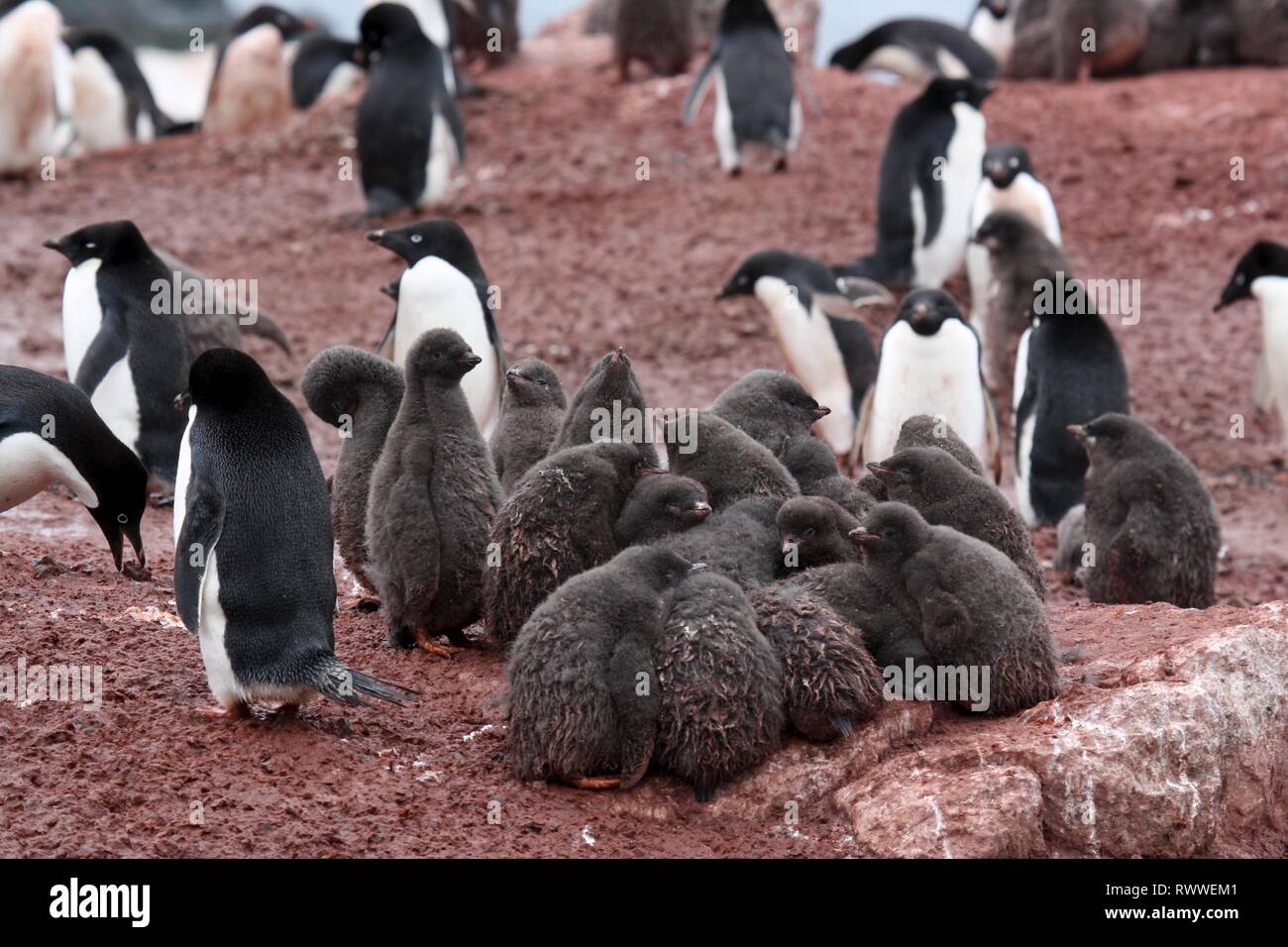 Antarctica Colony of Adelie penguins with group of chicks huddled ...