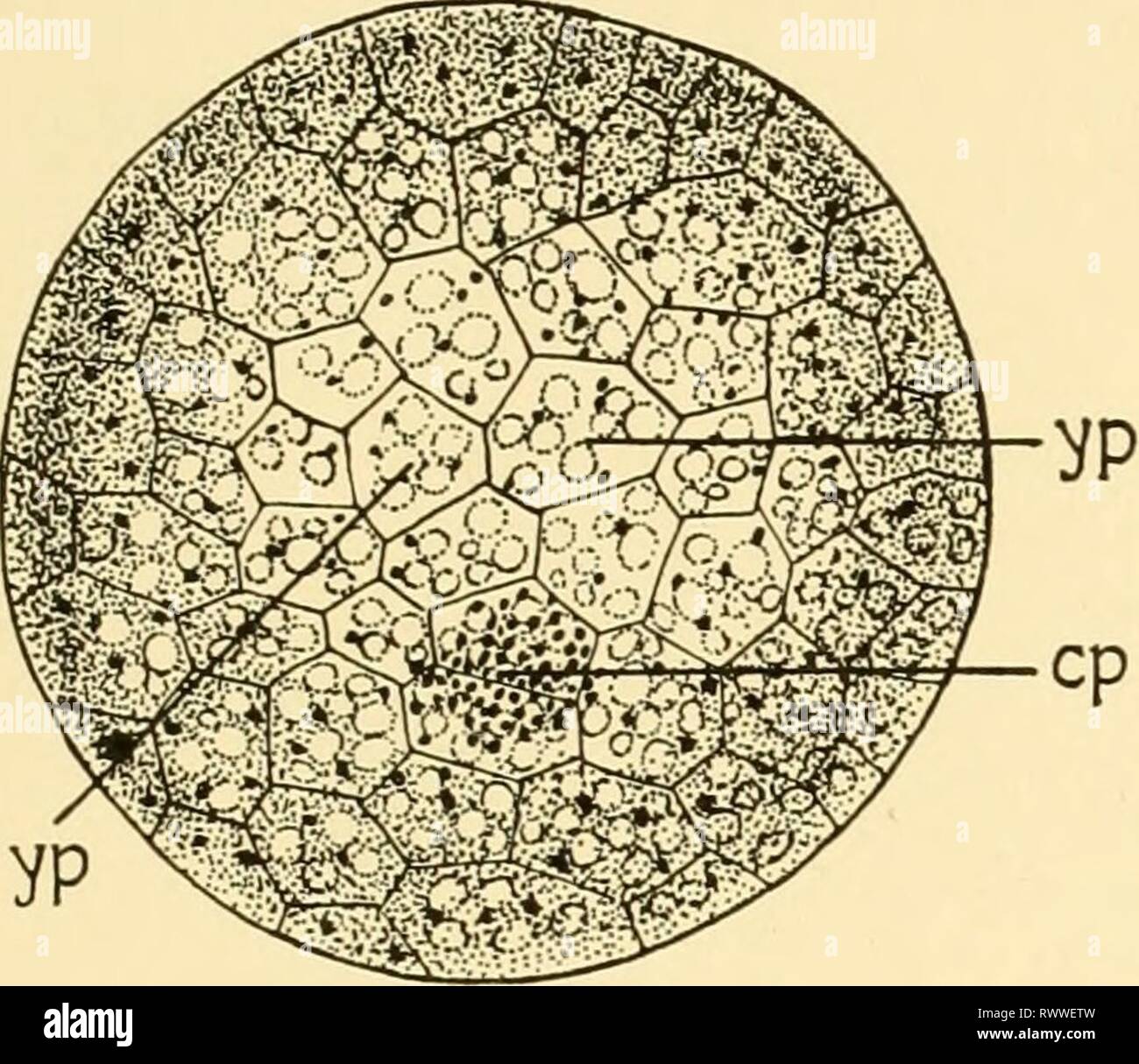 Embryology of insects and myriapods; Embryology of insects and ...