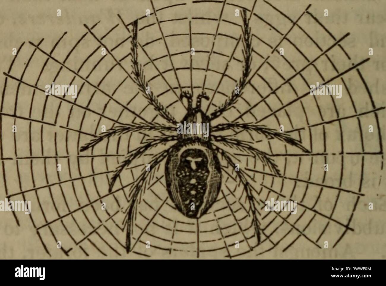 Elements of zoology, or, Natural Stock Photo - Alamy