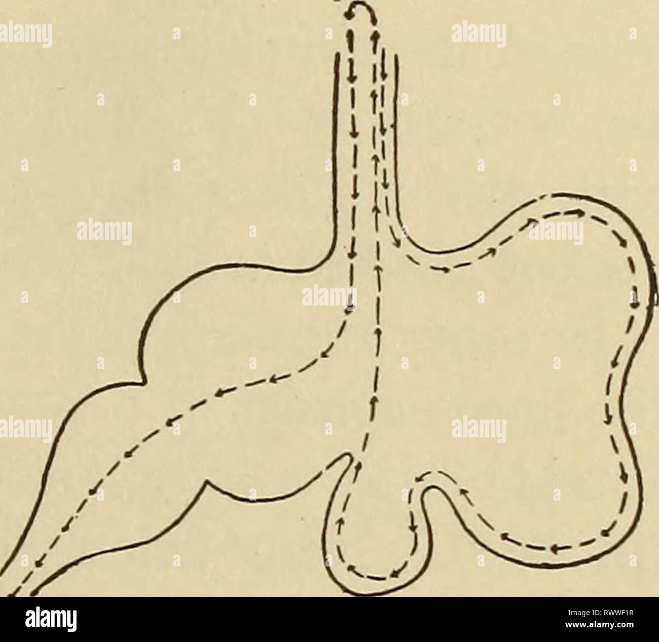 Two toed feet hi-res stock photography and images - Alamy