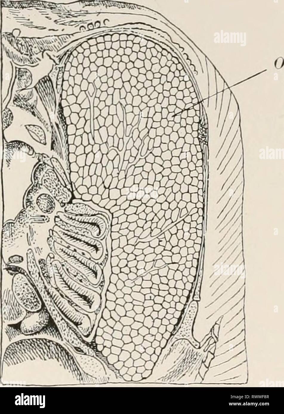 External organ organs hi-res stock photography and images - Alamy