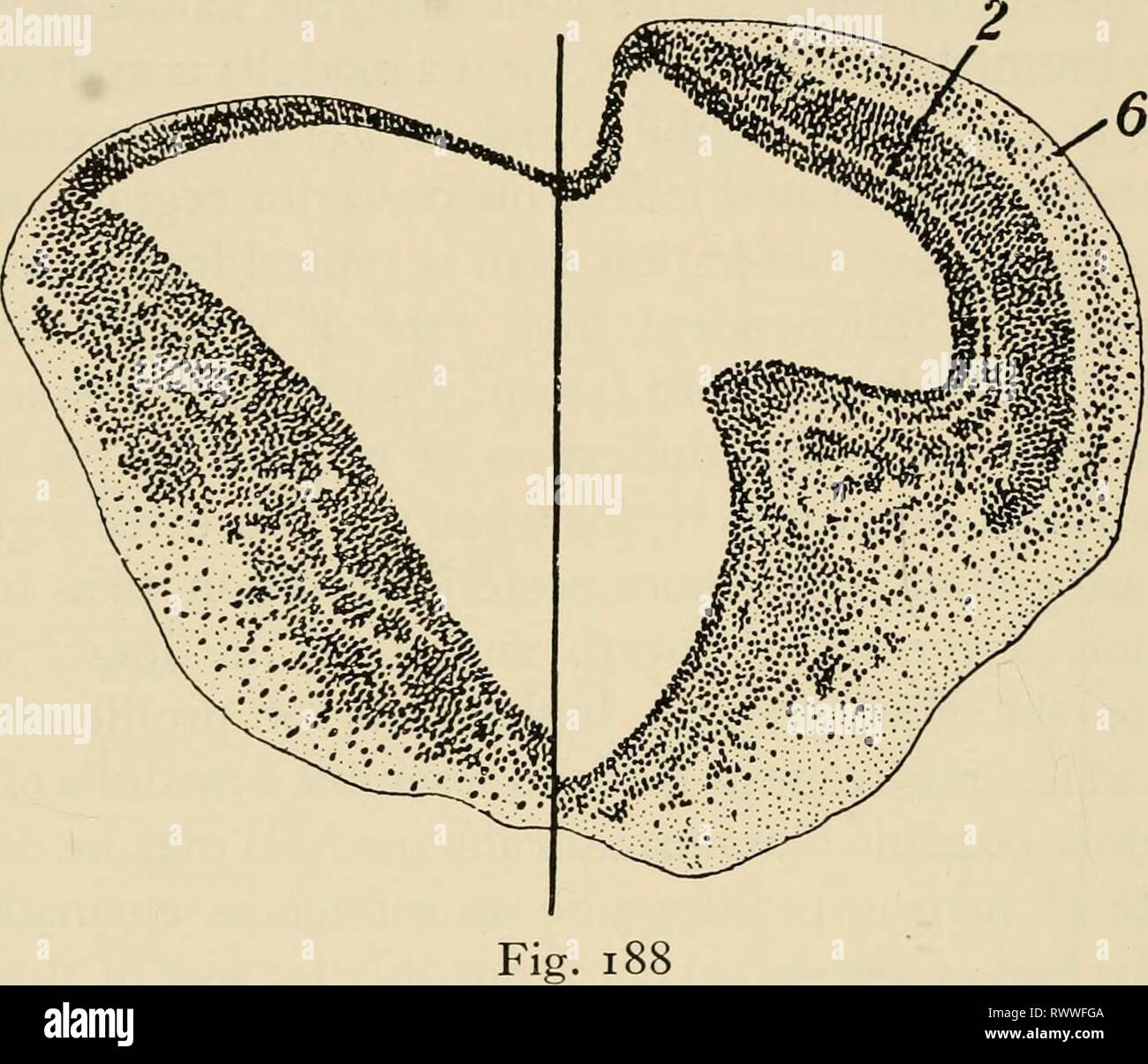 The elements of experimental embryology Stock Photo - Alamy