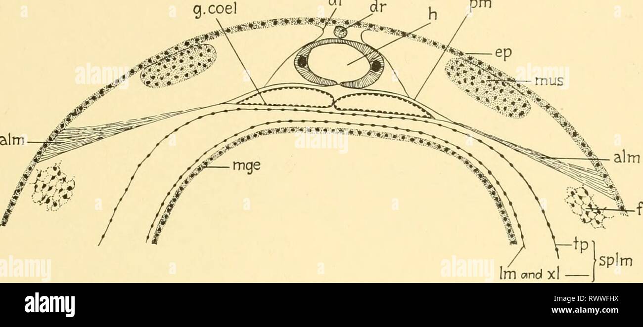 Embryology insects hi-res stock photography and images - Alamy