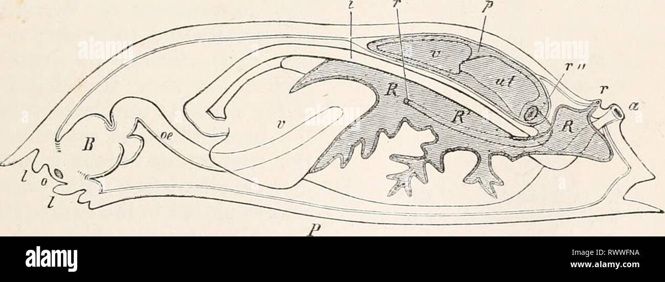 Double organs hi-res stock photography and images - Alamy