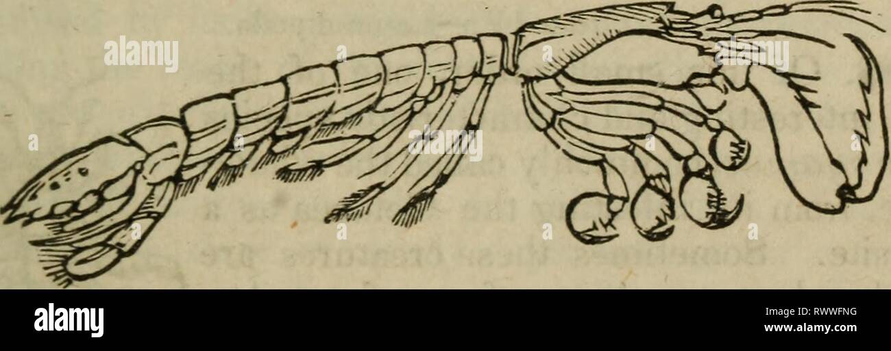 Elements of zoology, or, Natural Stock Photo - Alamy