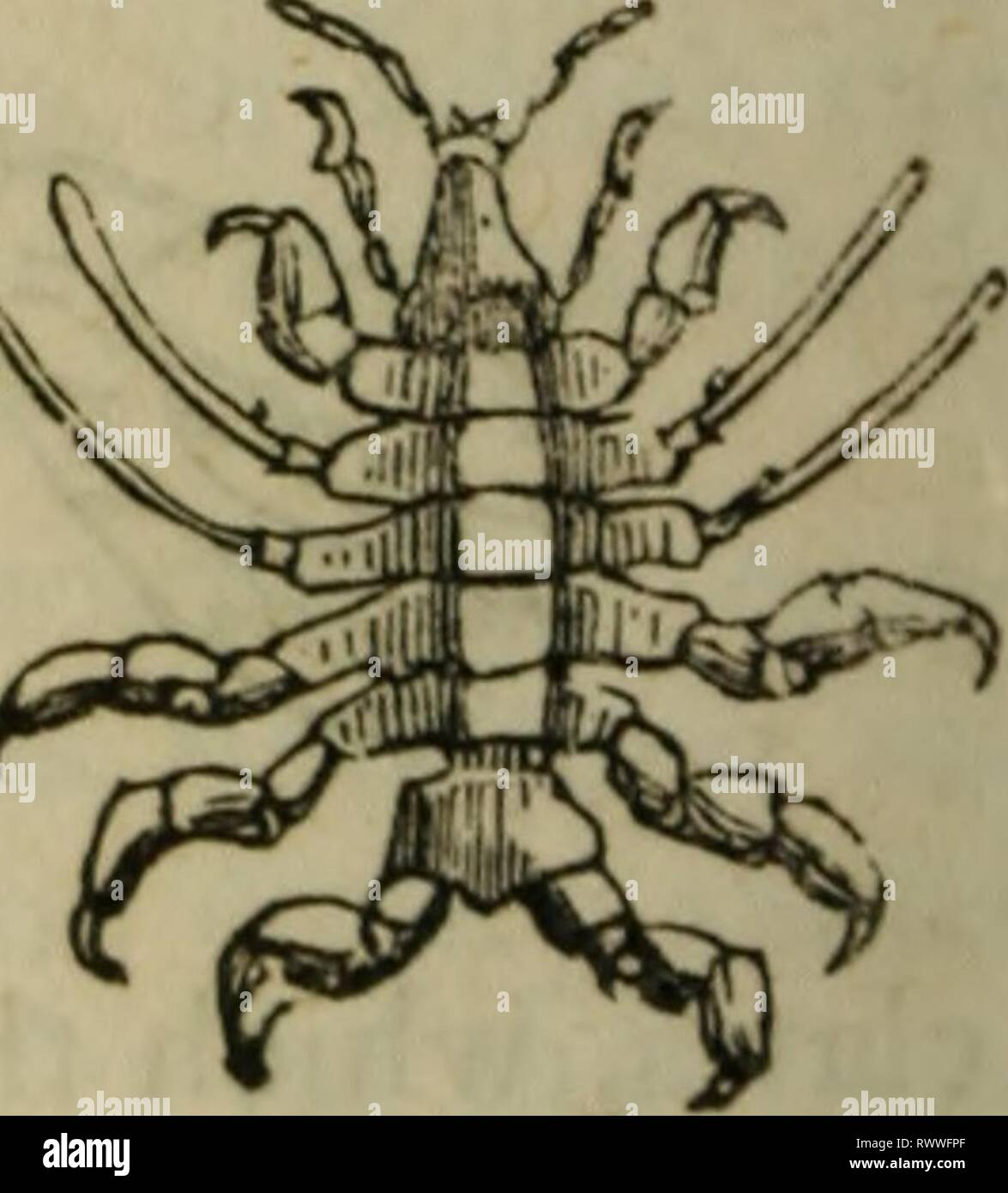 Elements of zoology, or, Natural Stock Photo - Alamy