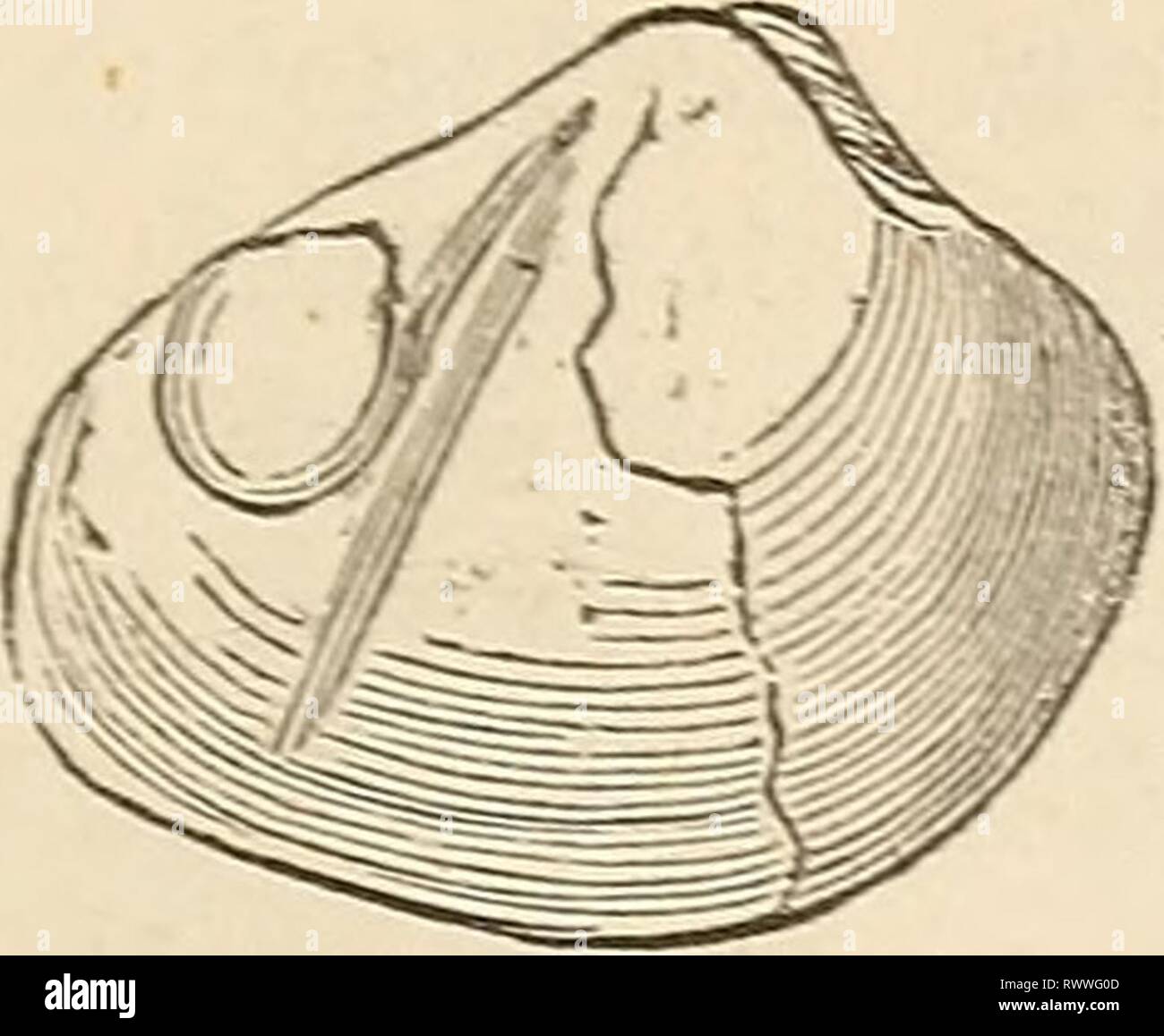 Elements of geology, or, The Elements of geology, or, The ancient ...