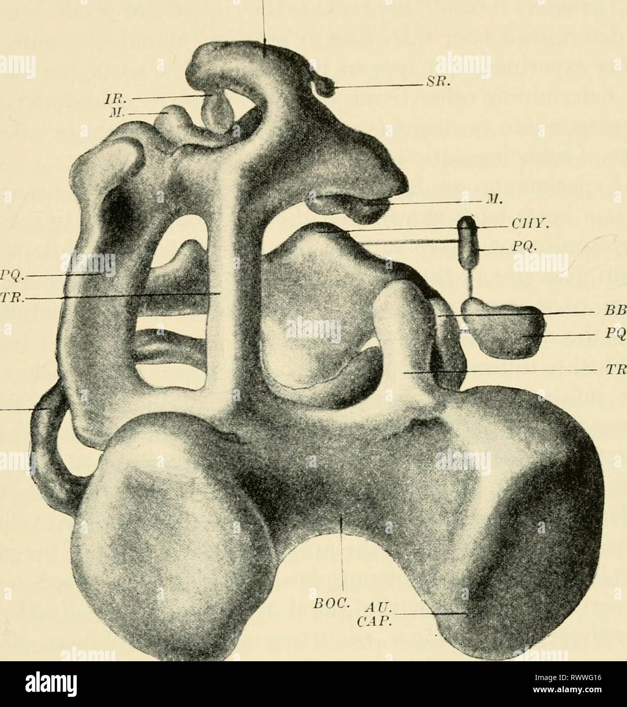 The elements of experimental embryology Stock Photo - Alamy