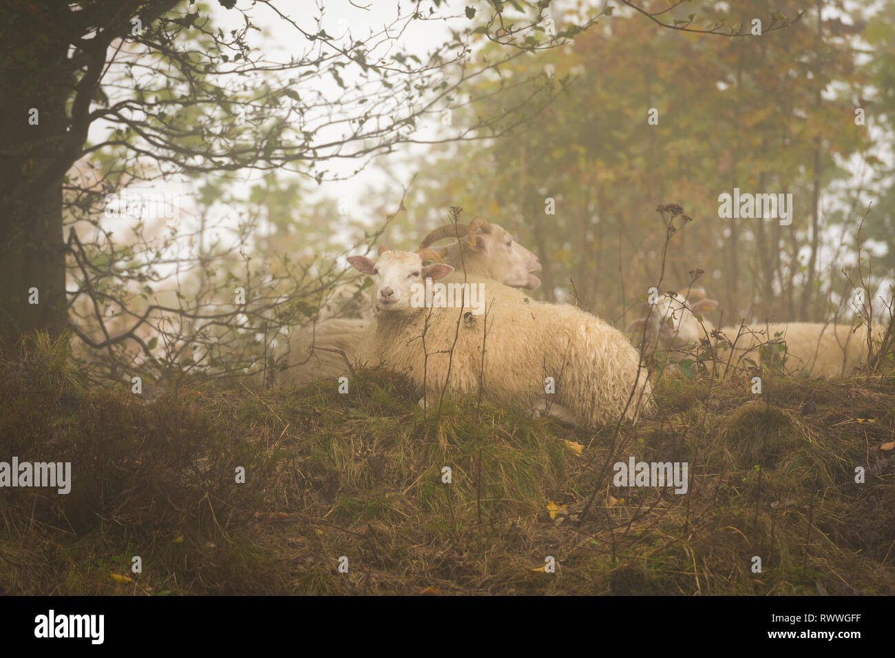 Sheep lying on hill hi-res stock photography and images - Alamy