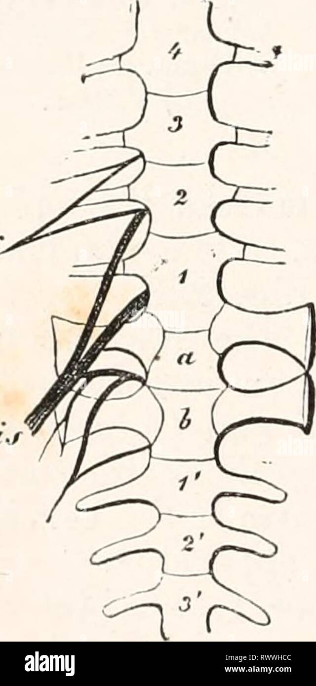 Elements of comparative anatomy (1878) Elements of comparative anatomy ...