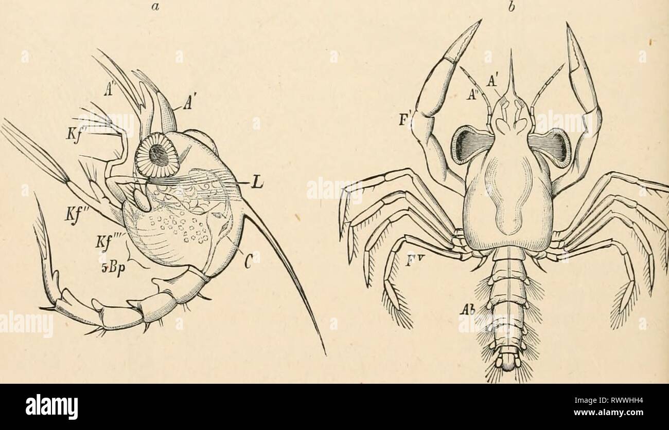 Elementary text-book of zoology (1884) Elementary text-book of zoology ...