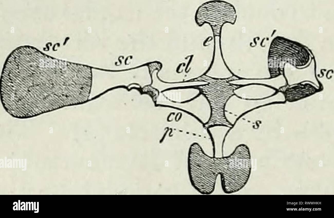 Frog Pectoral Girdle The Anatomy Of The Frog. Frogs - Anatomy;