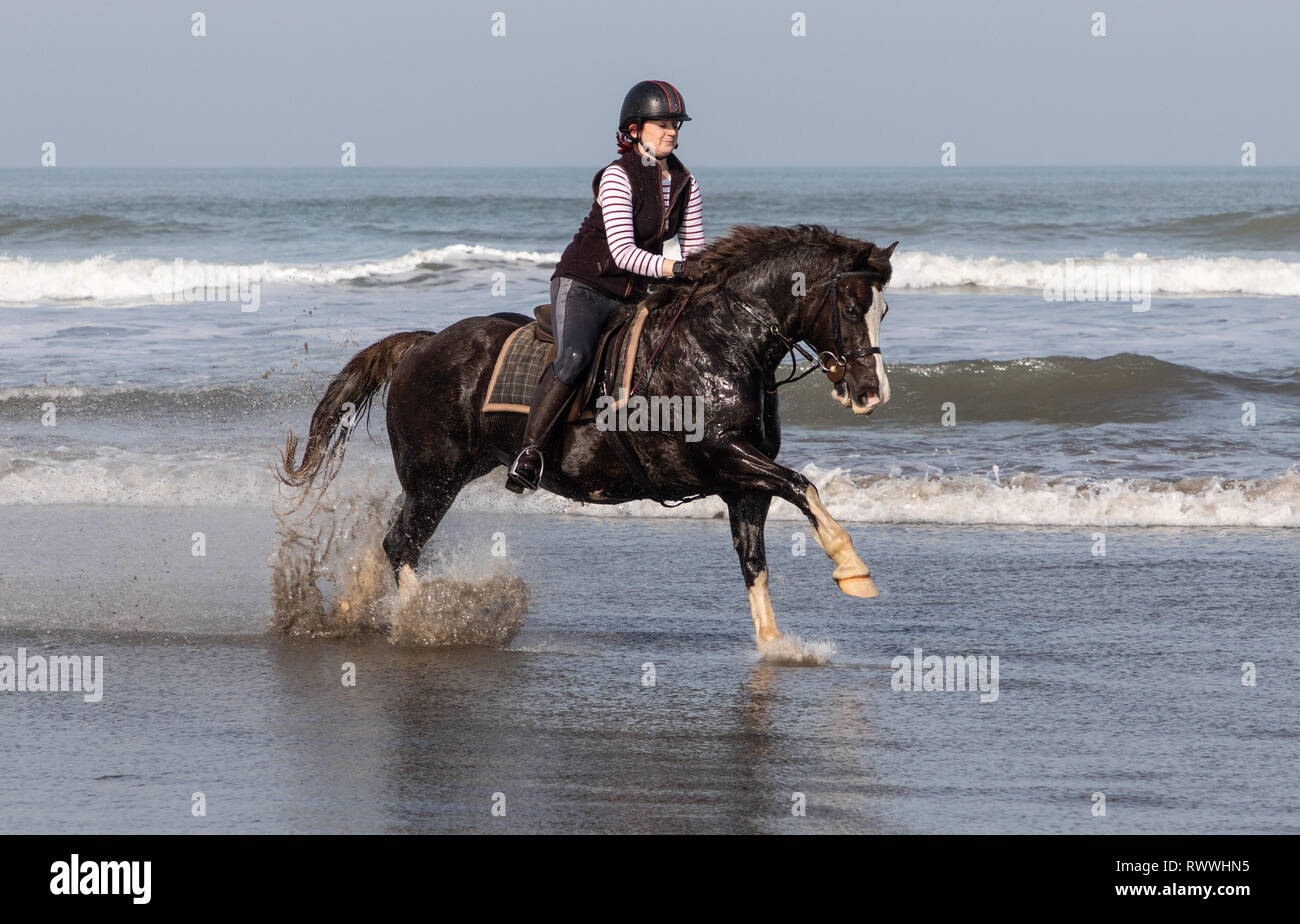 The freedom of a gallop on the beach Stock Photo - Alamy