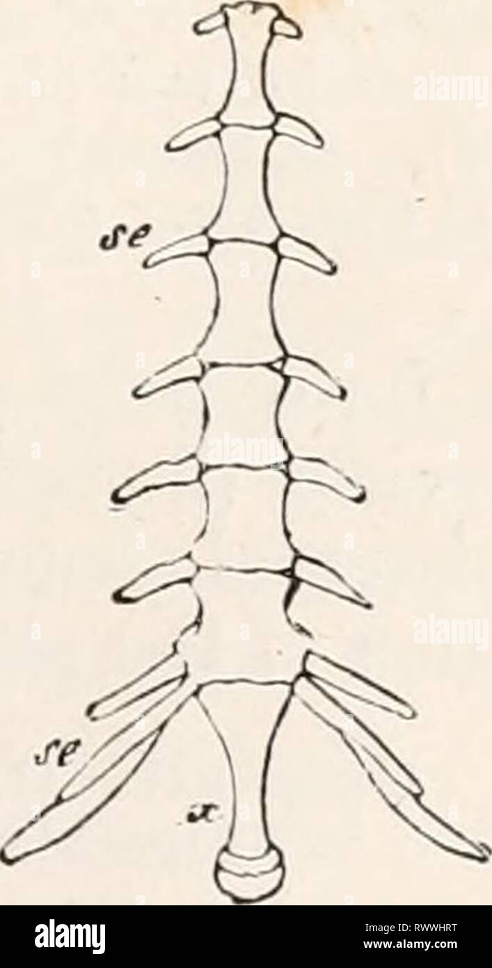 Elements of comparative anatomy (1878) Elements of comparative anatomy ...