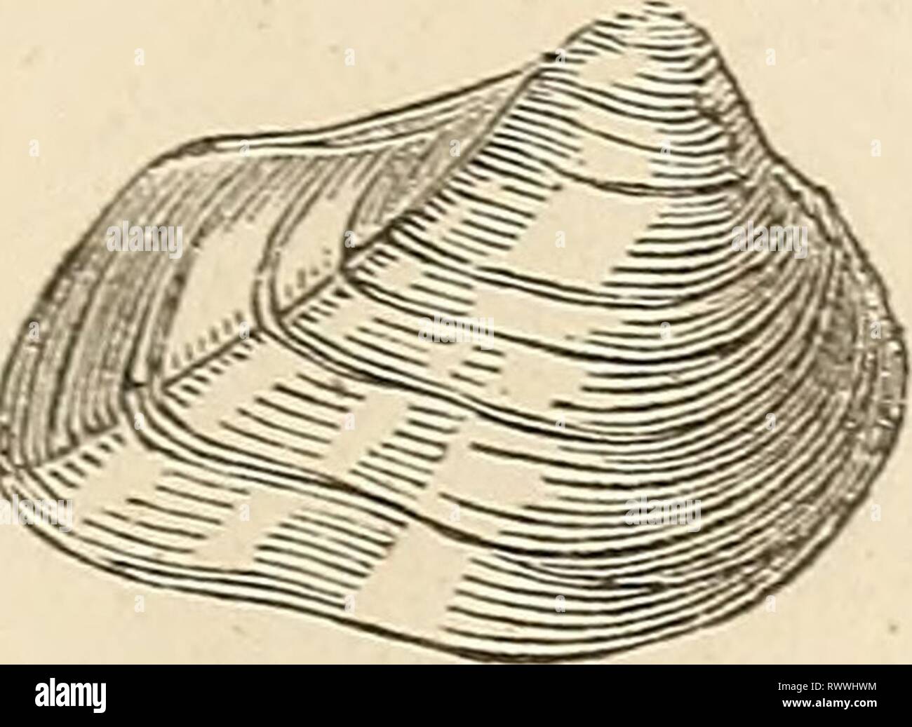 Concretionary limestone hi-res stock photography and images - Alamy