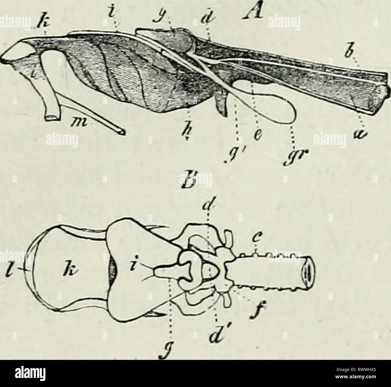Auditory Capsule High Resolution Stock Photography and Images - Alamy