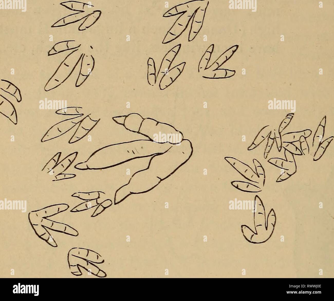 Elements of geology a Stock Photo - Alamy